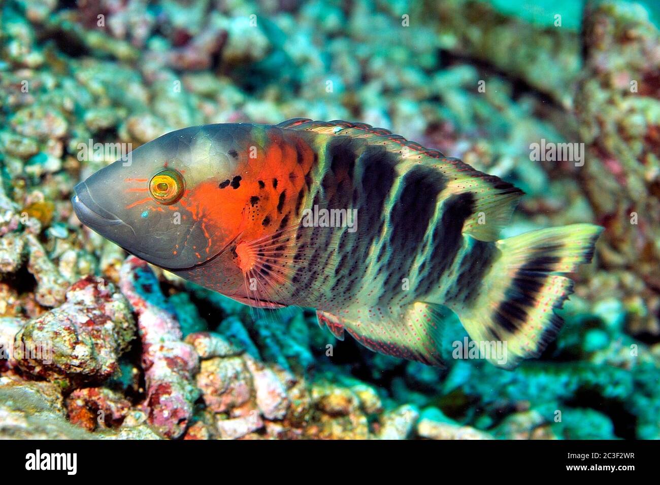 Benthopelagic Fish High Resolution Stock Photography and Images - Alamy