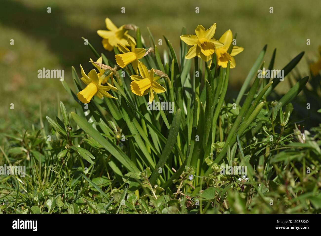 Jonquil hi-res stock photography and images - Alamy