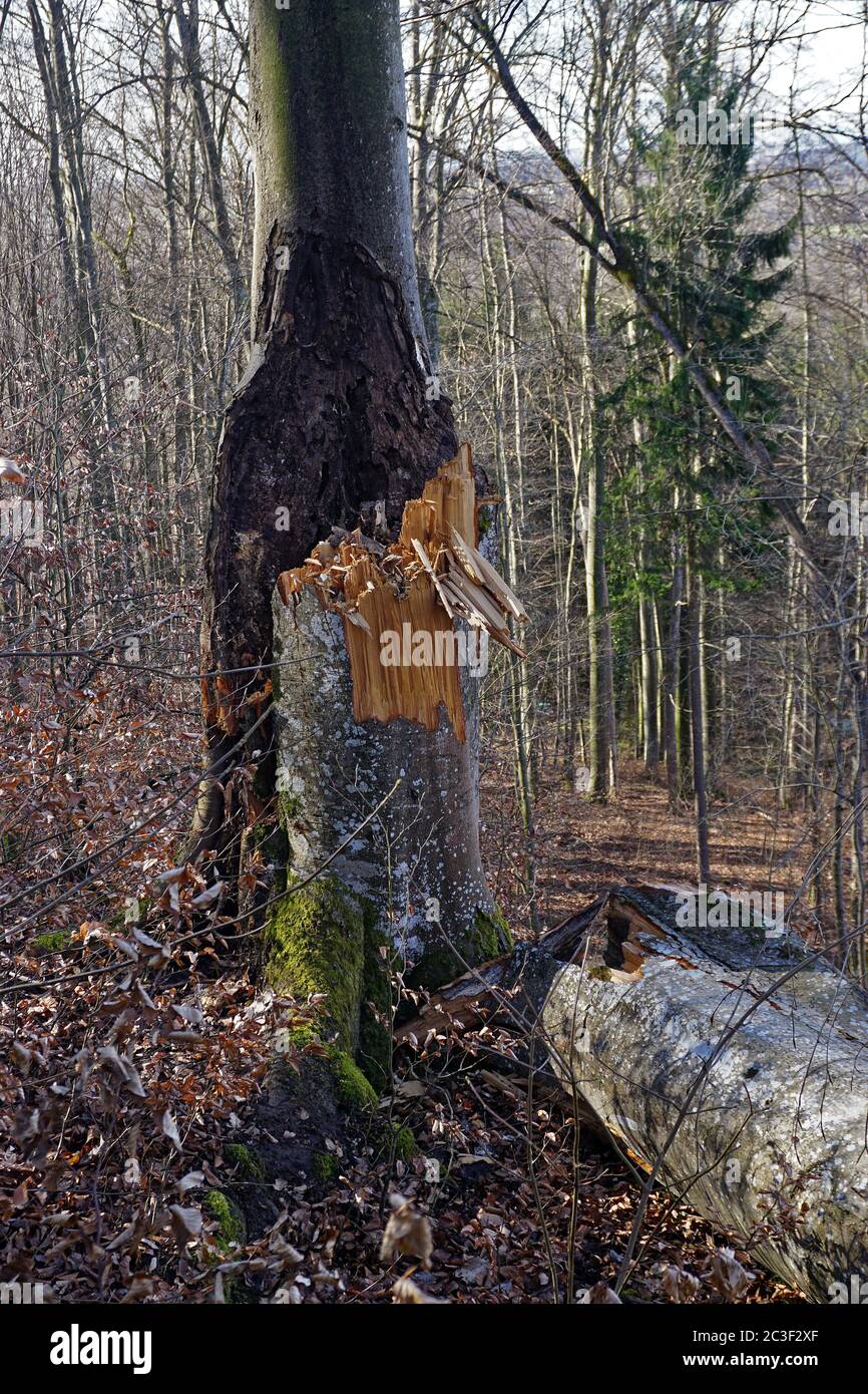 Beech tree damage hi-res stock photography and images - Alamy