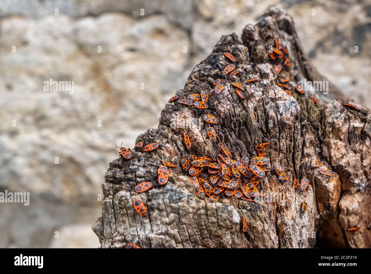 cluster of fire bugs Stock Photo - Alamy