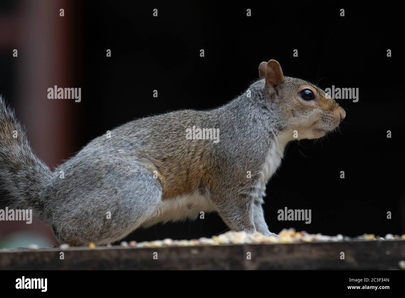 Back yard squirrel hi-res stock photography and images - Alamy