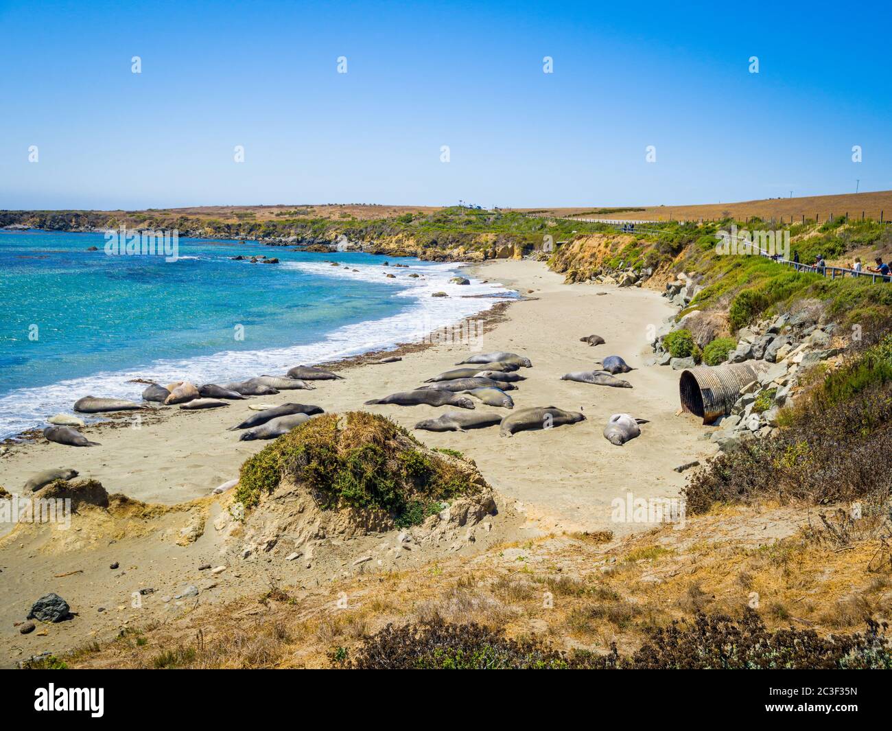 West coast native marine mammals hi-res stock photography and images ...