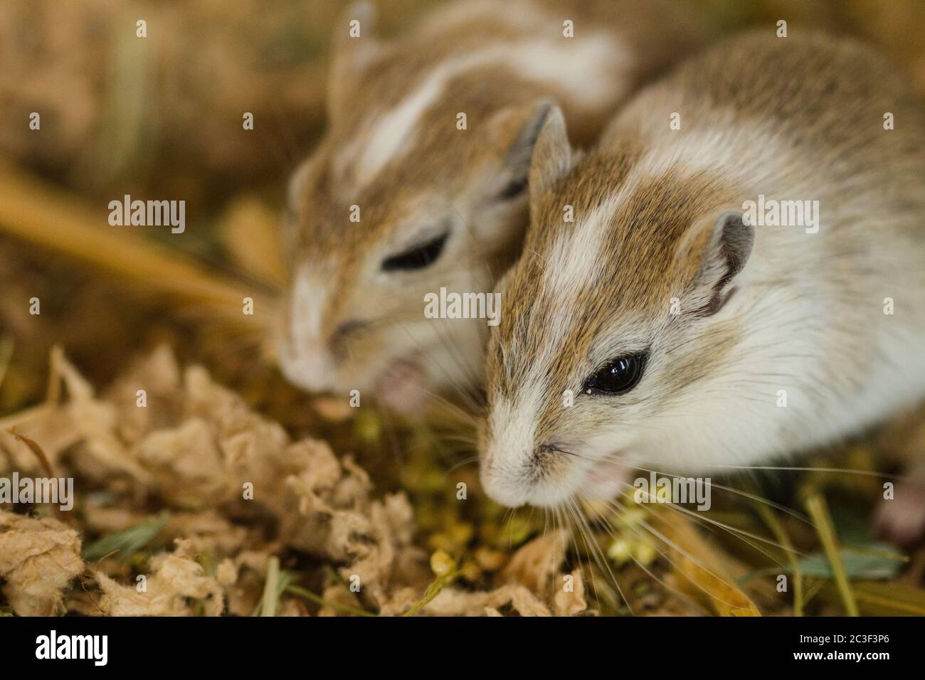 Mongolian gerbils (Meriones), pet Stock Photo - Alamy