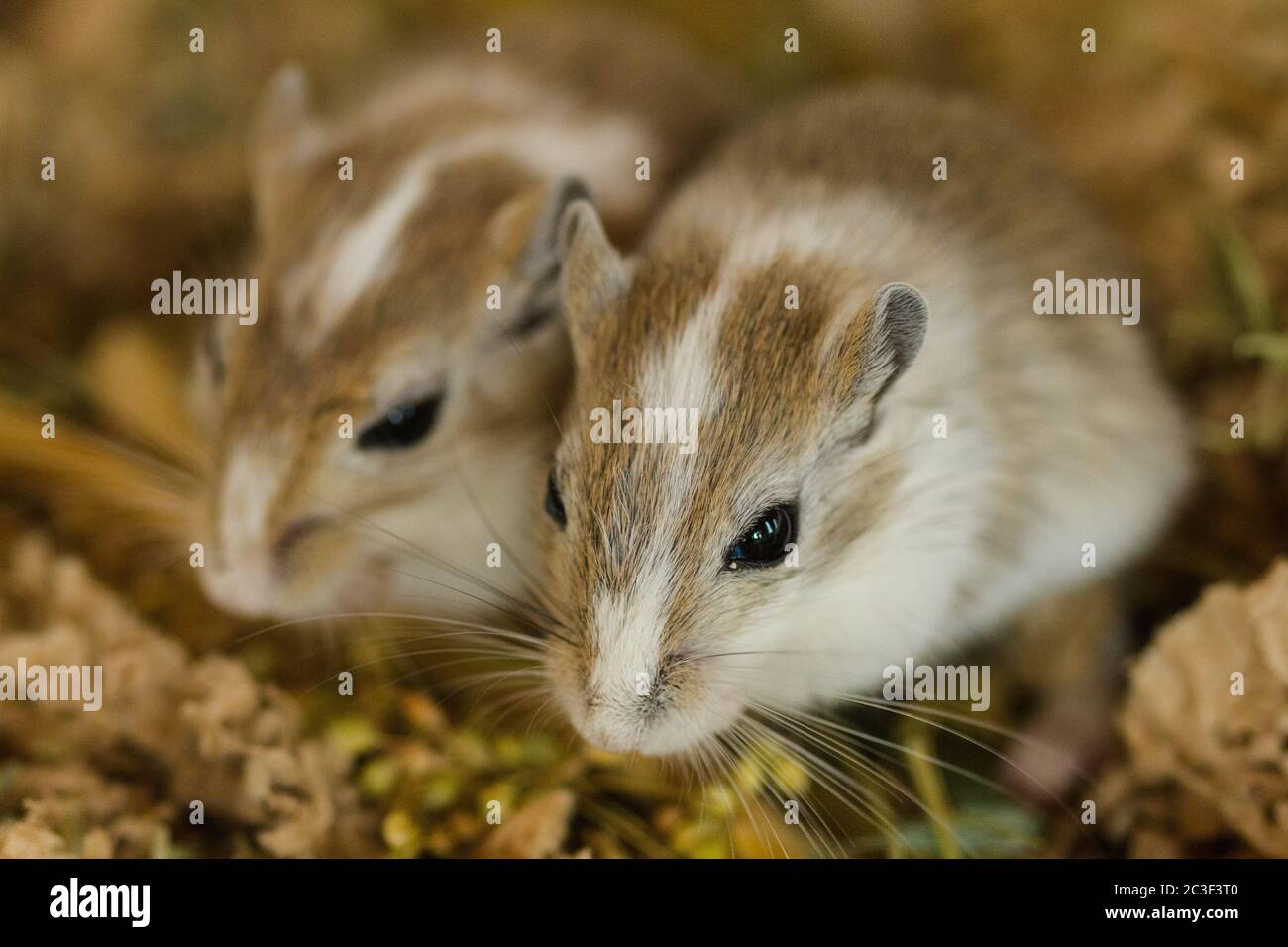 Mongolian gerbils (Meriones), pet Stock Photo - Alamy