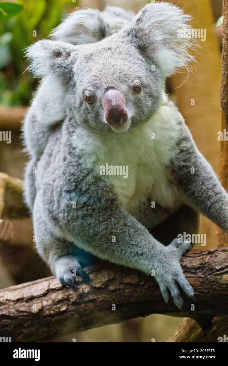 Koala (Phascolarctos cinereus Stock Photo - Alamy