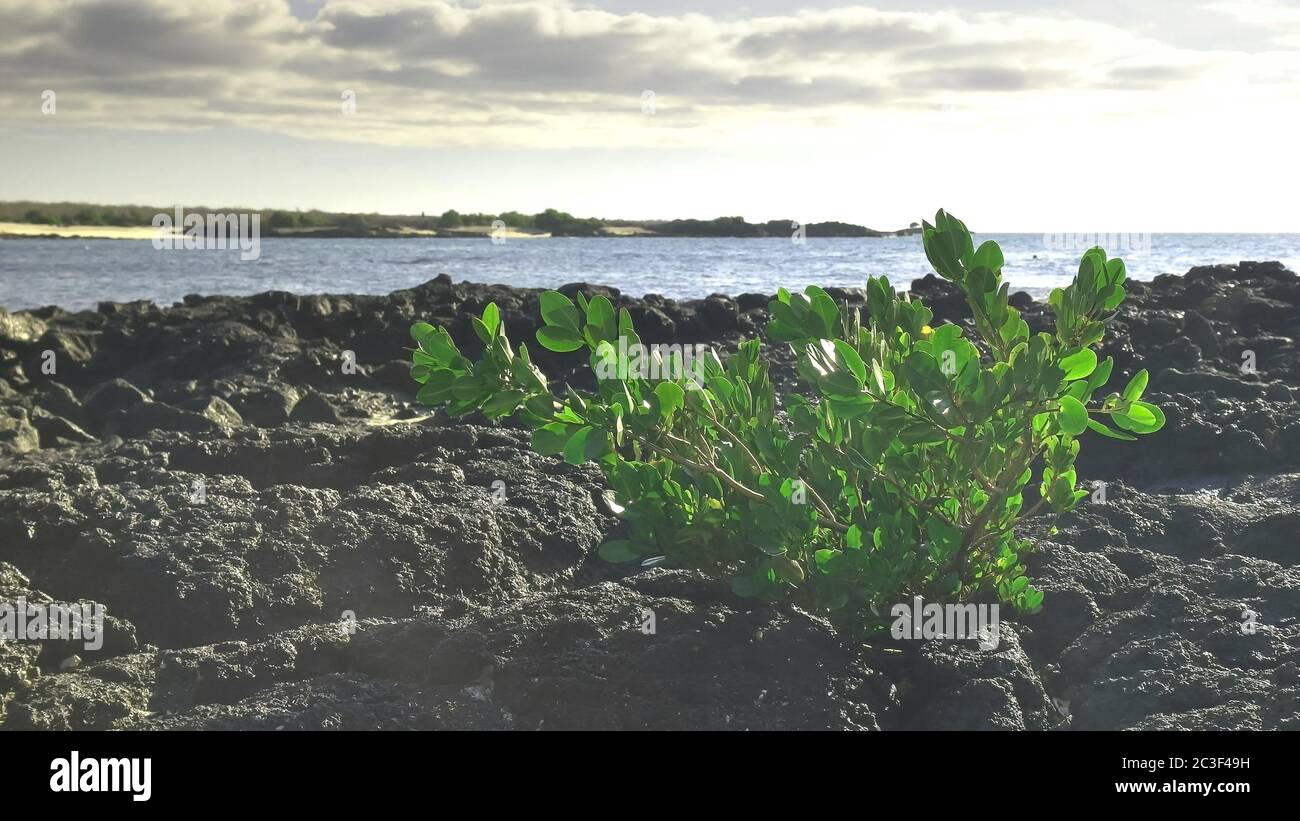 Lava Rock With Plant High Resolution Stock Photography and Images - Alamy