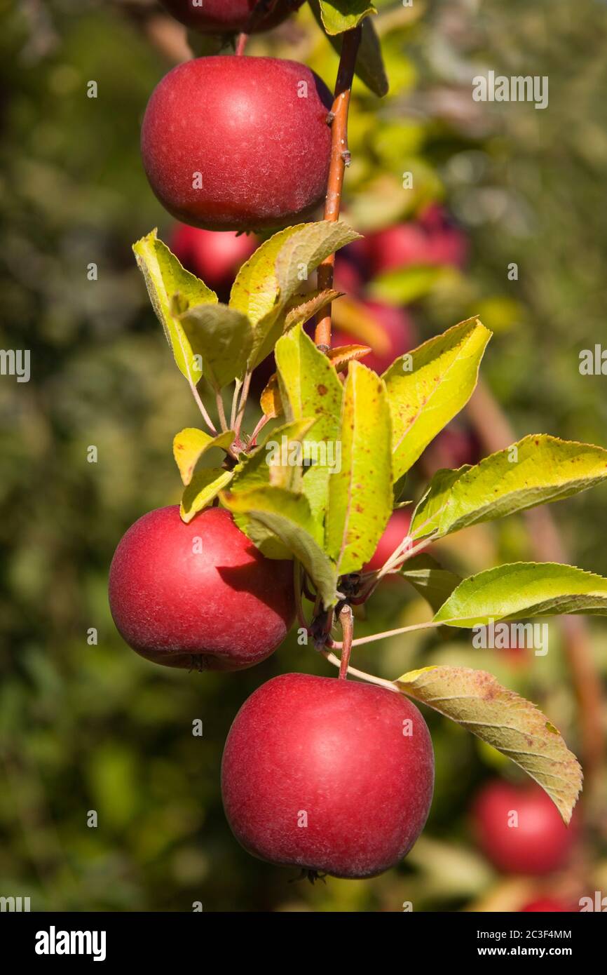 Upstate new york apple orchard hi-res stock photography and images - Alamy