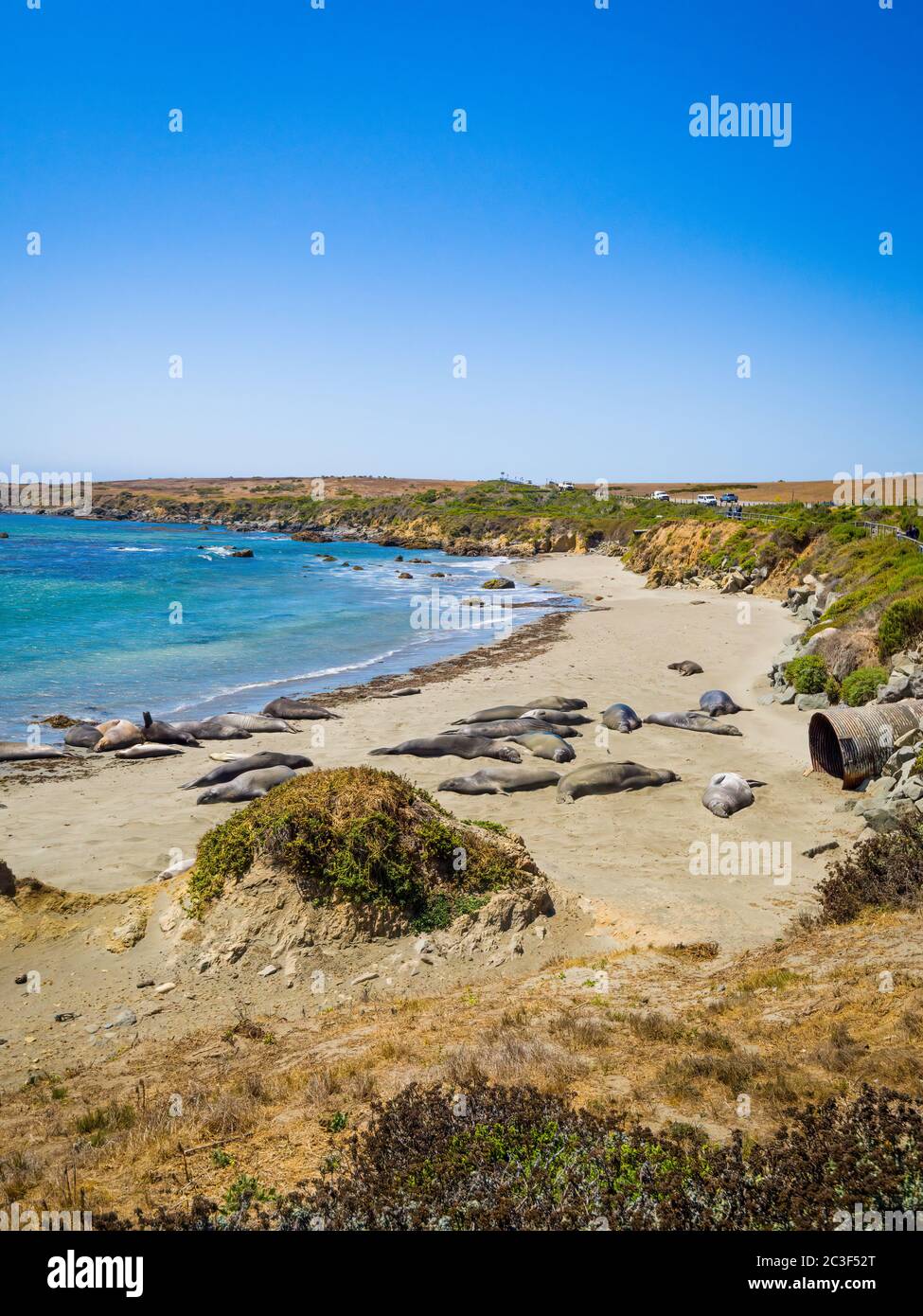West coast native marine mammals hi-res stock photography and images ...