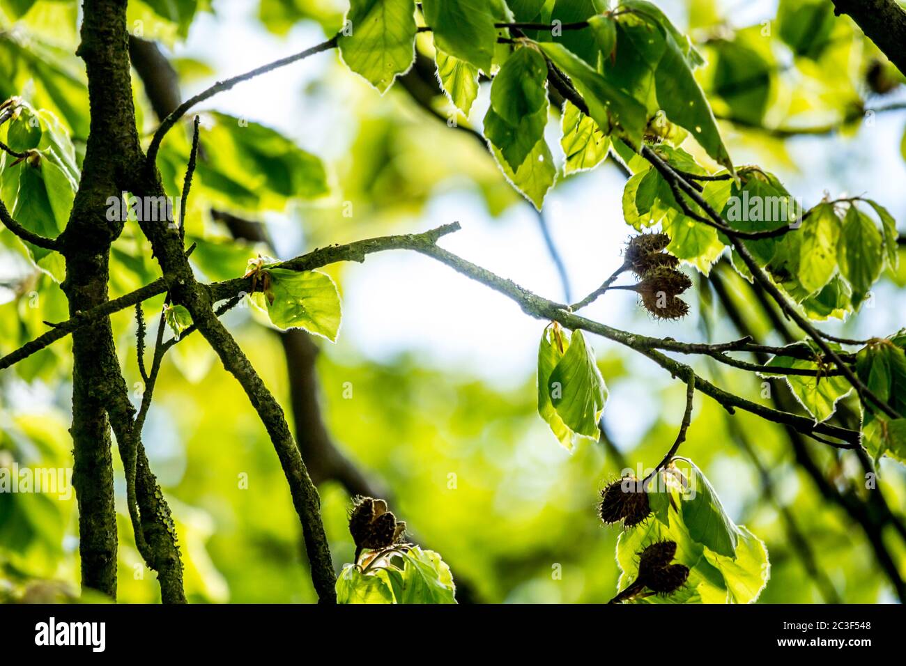 Beautiful Spring leaves with bokeh lights in the Spring forest, natural ...