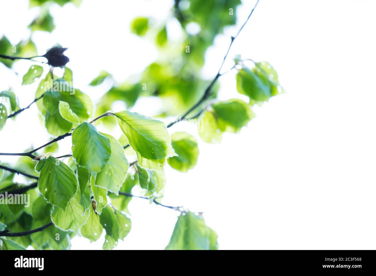 Beautiful Spring leaves with bokeh lights in the Spring forest, natural ...