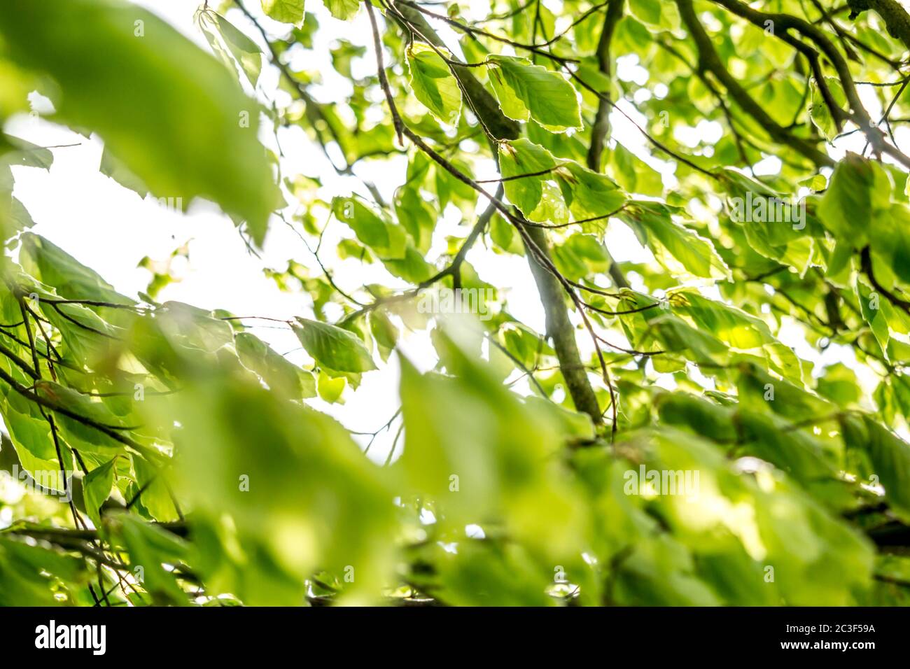 Beautiful Spring leaves with bokeh lights in the Spring forest, natural ...
