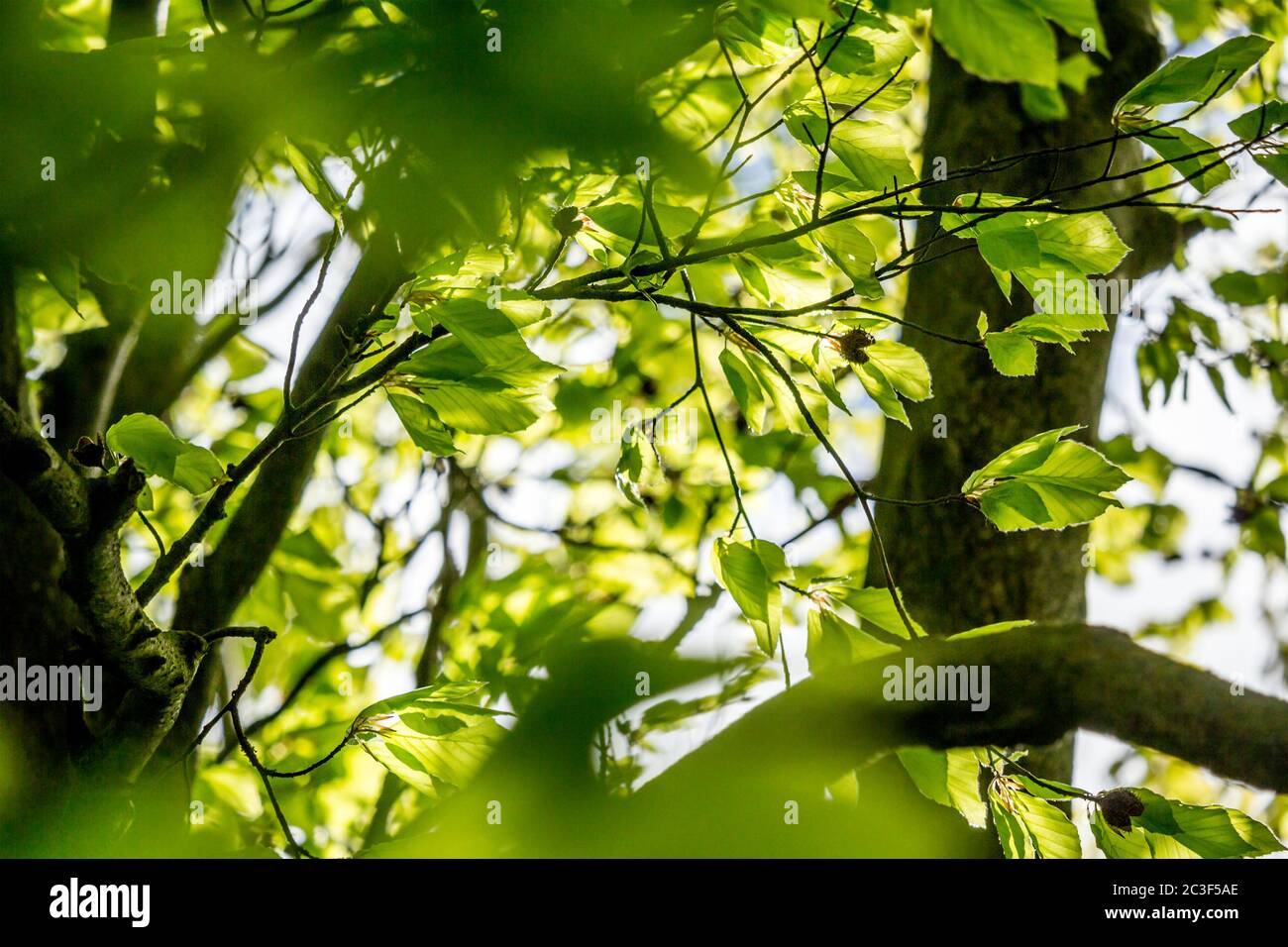 Beautiful Spring leaves with bokeh lights in the Spring forest, natural ...