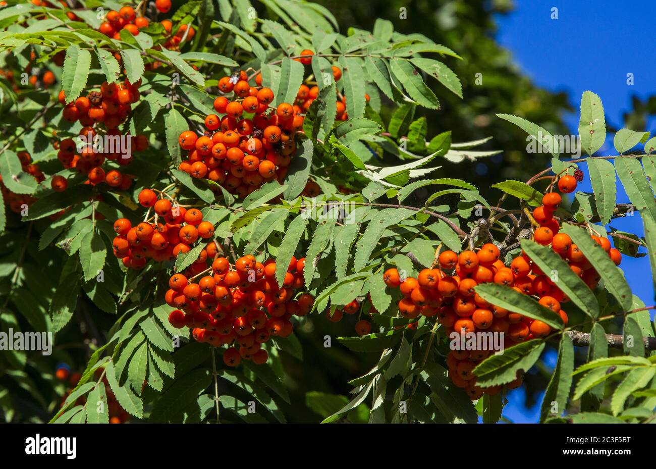Rowan branch hi-res stock photography and images - Alamy
