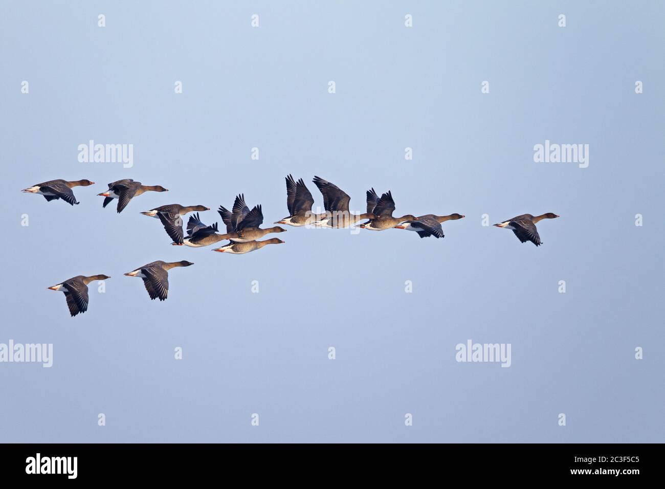 Migration birds hi-res stock photography and images - Alamy