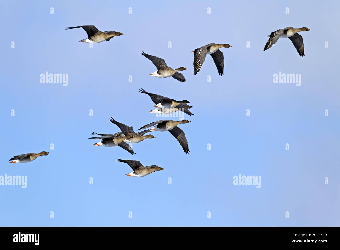 Geese during migration hi-res stock photography and images - Alamy
