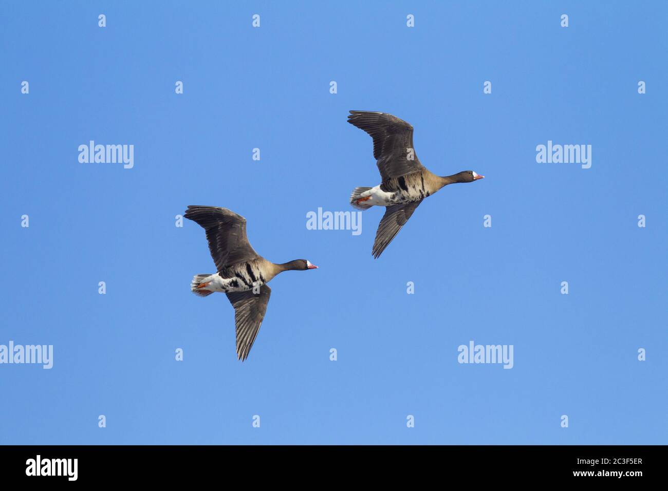 Greater White-fronted Geese during the migration Stock Photo - Alamy