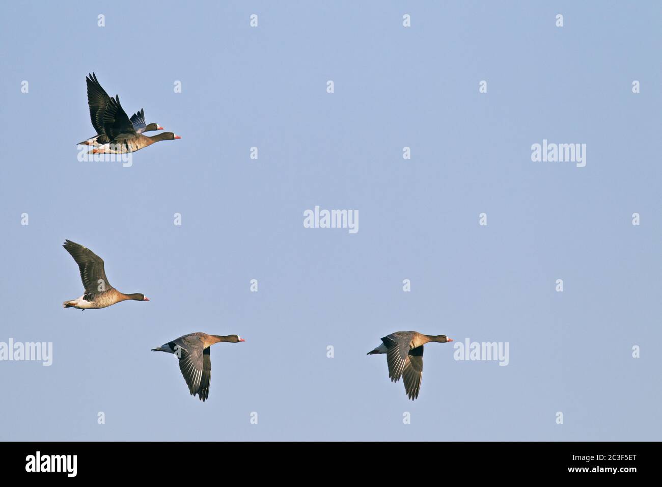 Greater White-fronted Goose flock on the North Sea coast Stock Photo ...