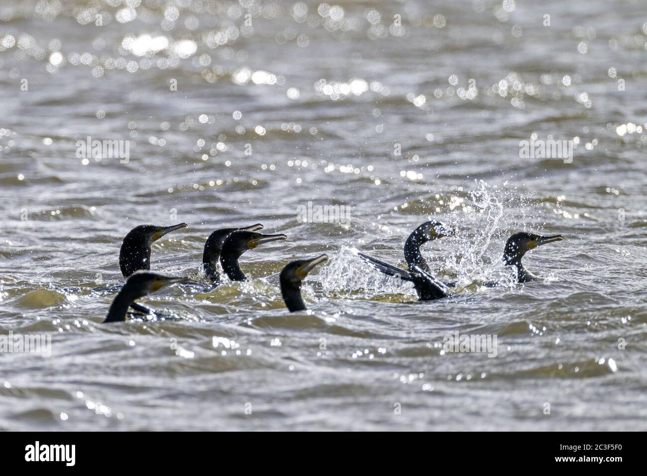 Cormorant hunting fish hi-res stock photography and images - Alamy