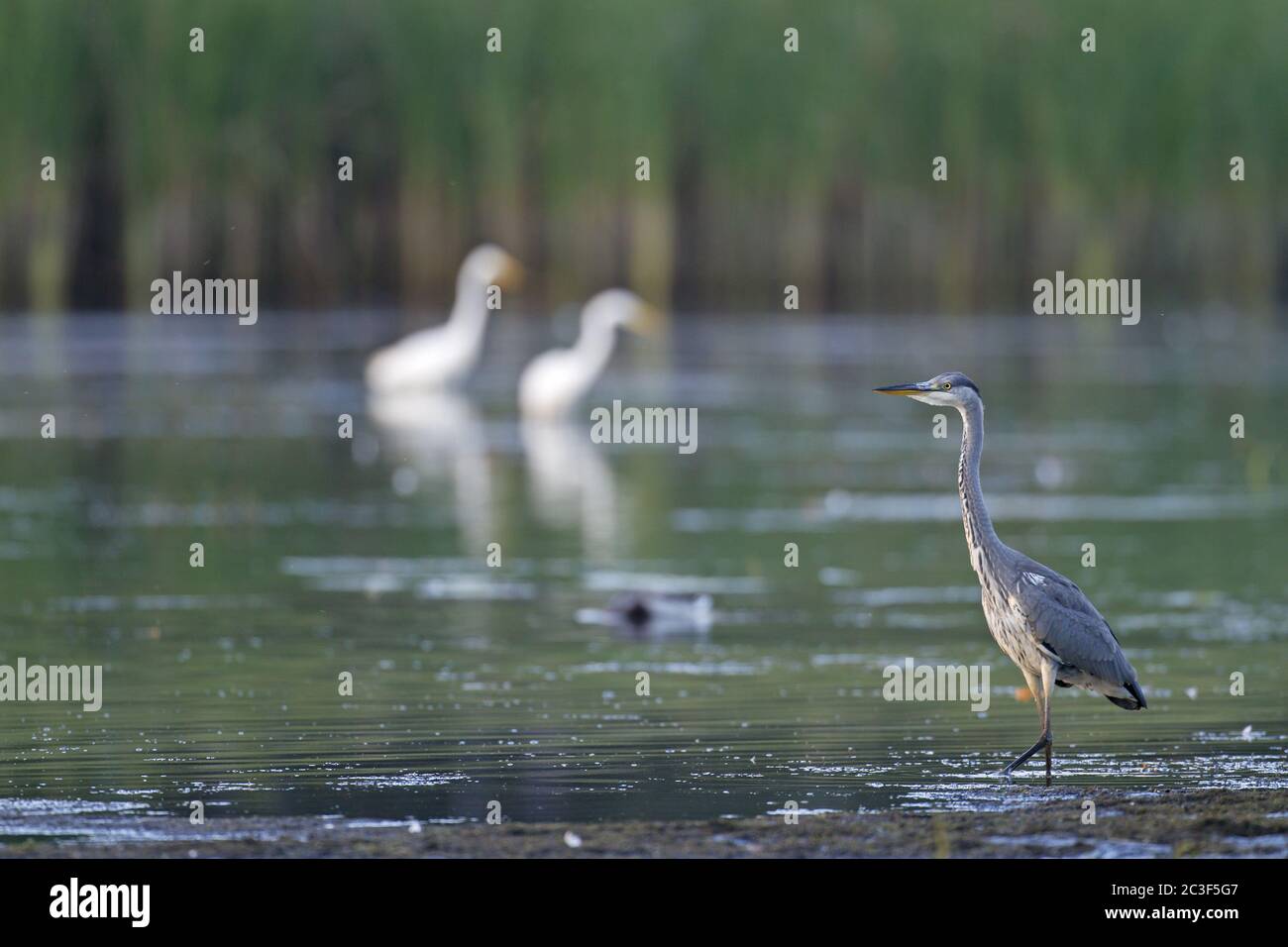 Juvenile great egret hi-res stock photography and images - Alamy