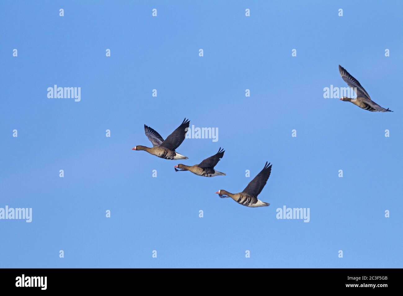 Greater White-fronted Geese in flight Stock Photo - Alamy
