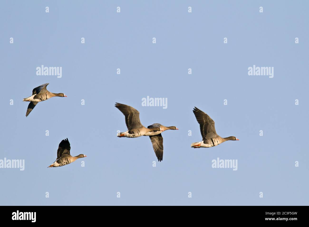 Greater white fronted goose migration hi-res stock photography and ...