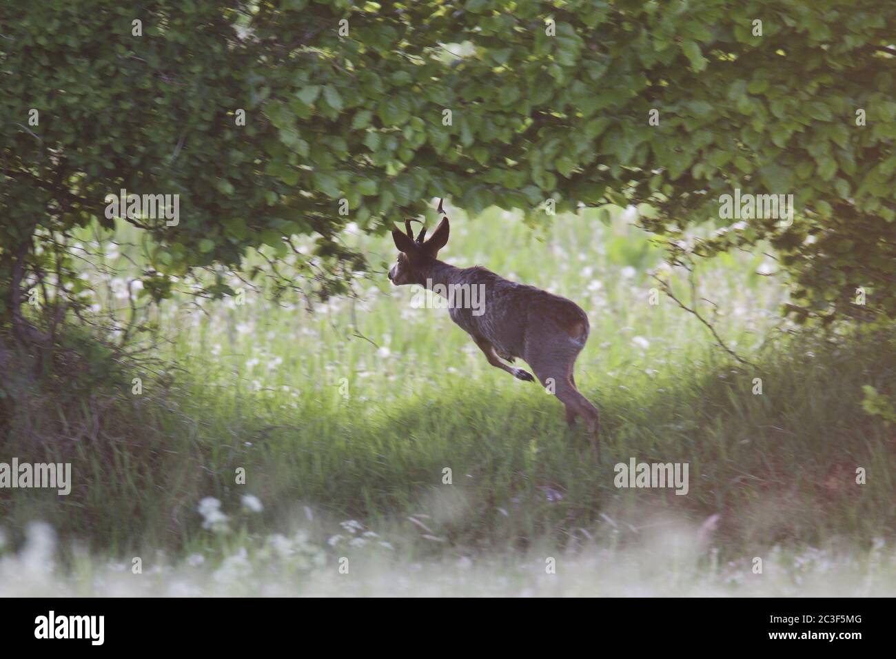 Over the hedge hi-res stock photography and images - Alamy