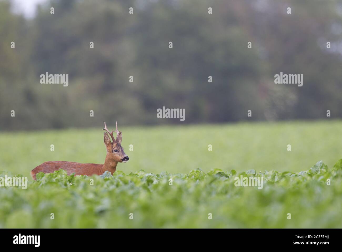 Male roe deer hi-res stock photography and images - Alamy