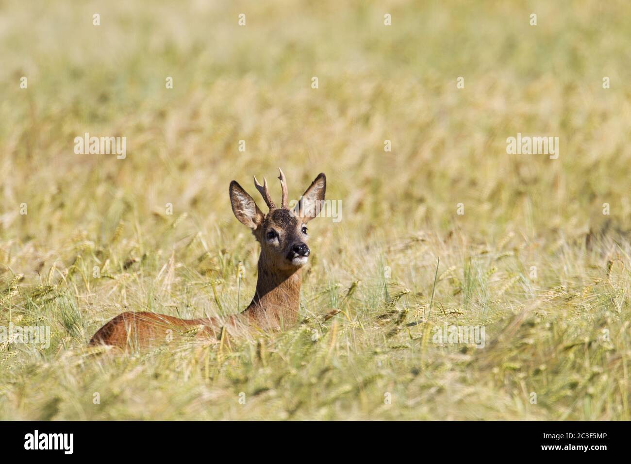 Roe deer buck yearling hi-res stock photography and images - Alamy