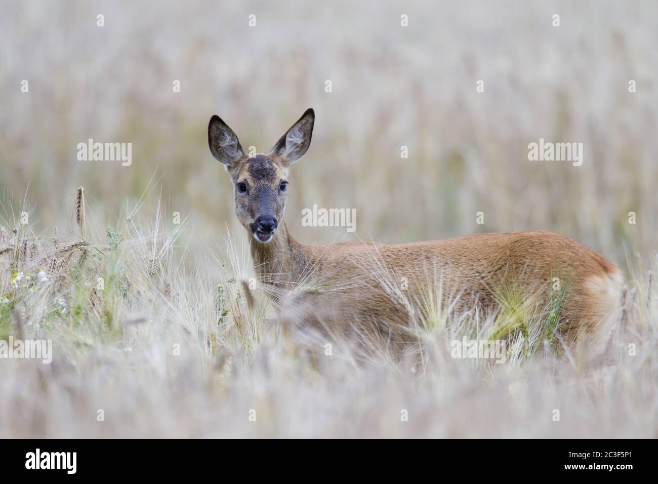 Female Roe Deer in a Barley Field Stock Photo - Alamy