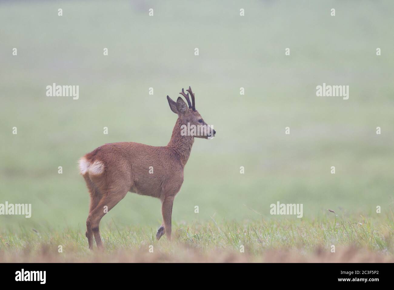 Very old Roe Deer buck in the rut searches a female Roe Deer Stock ...
