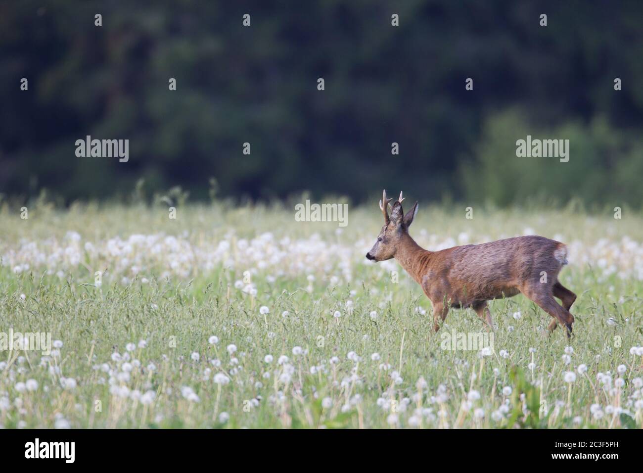 Buck tooth hi-res stock photography and images - Alamy