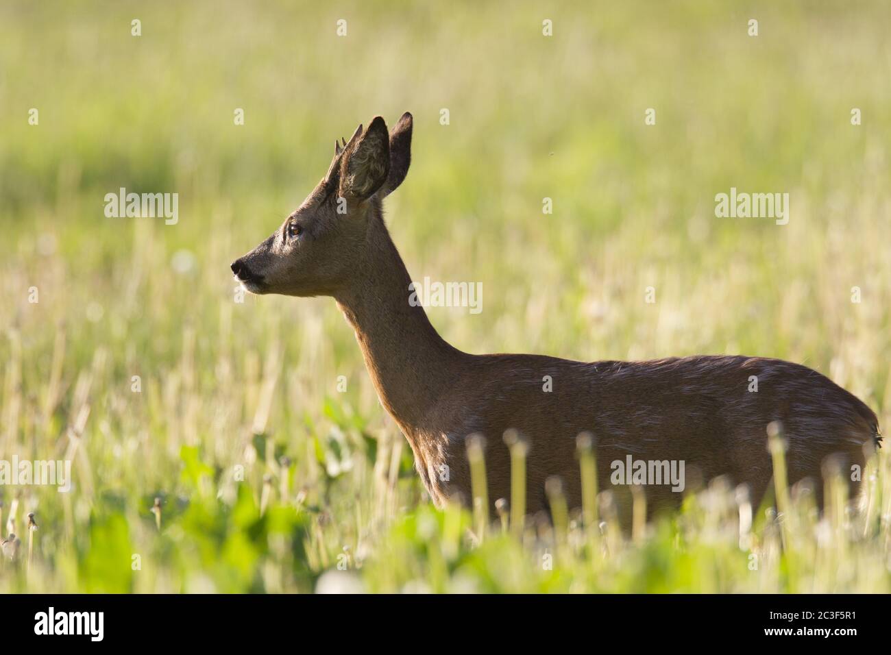 Roe deer buck yearling hi-res stock photography and images - Alamy