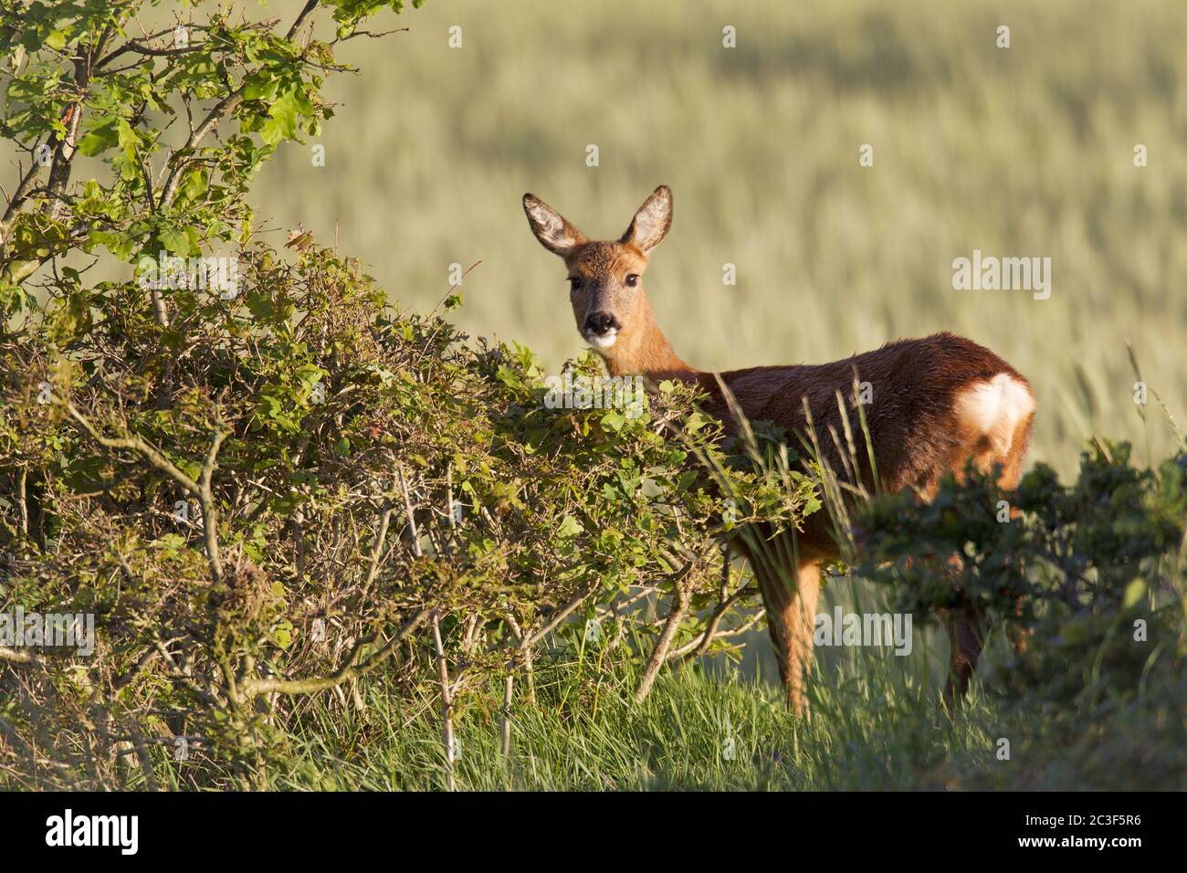 Roe Deer doe browses in evening light on a hedge bank Stock Photo - Alamy