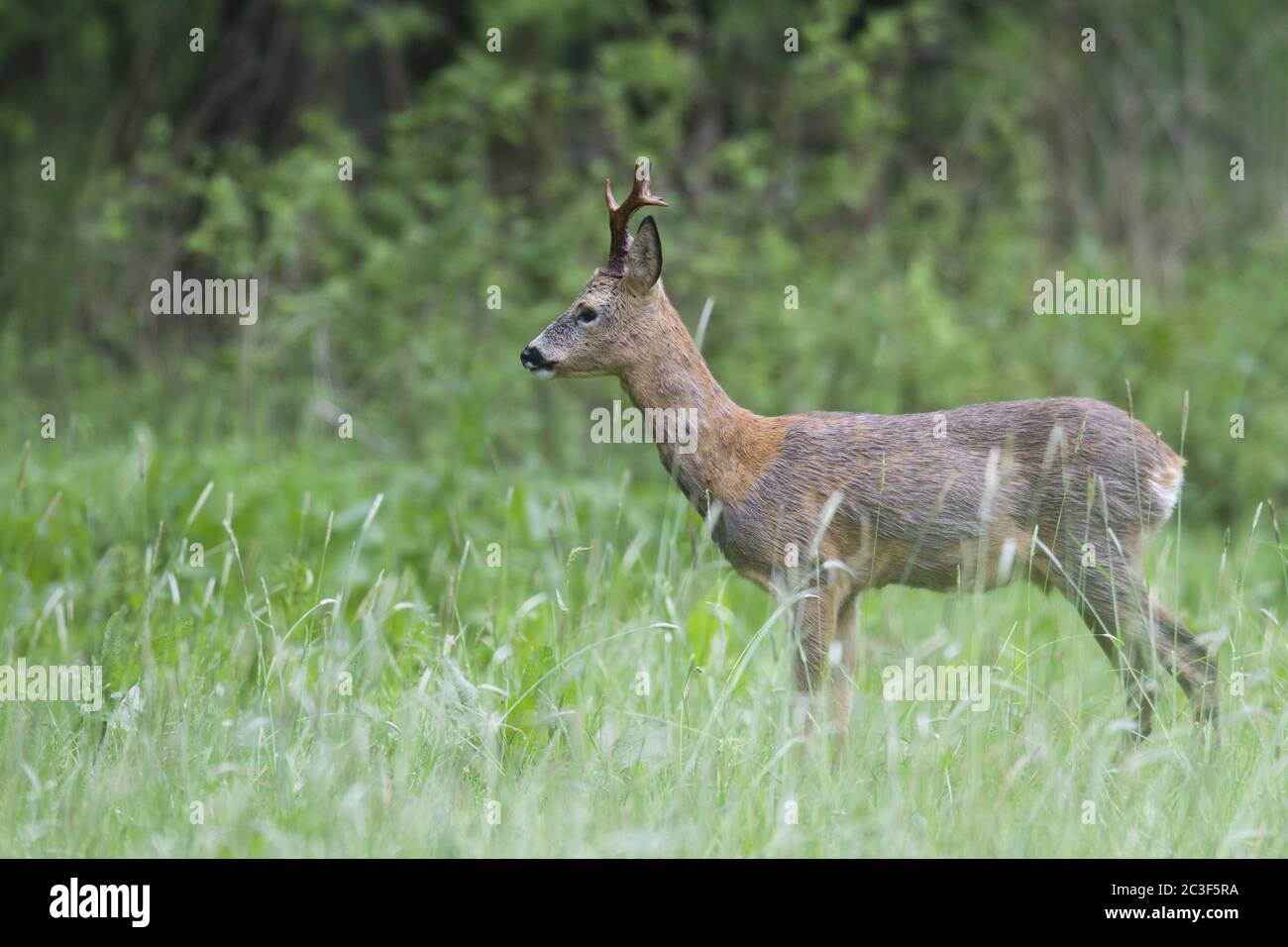 Roebuck in change of coat observes alert a forest edge Stock Photo - Alamy