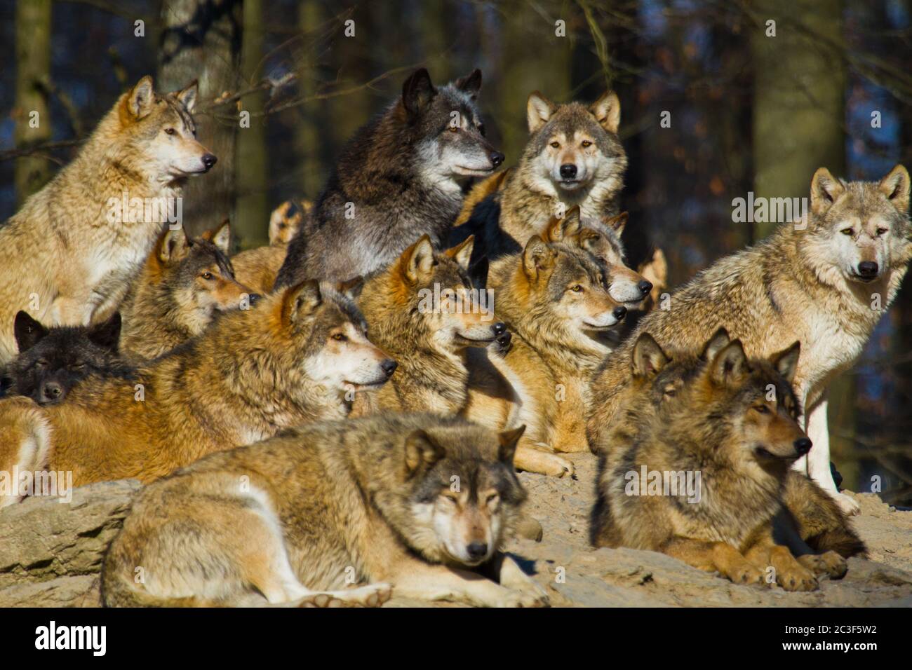 Eastern Wolf or american grey wolf (Canis lupus lycaon Stock Photo - Alamy