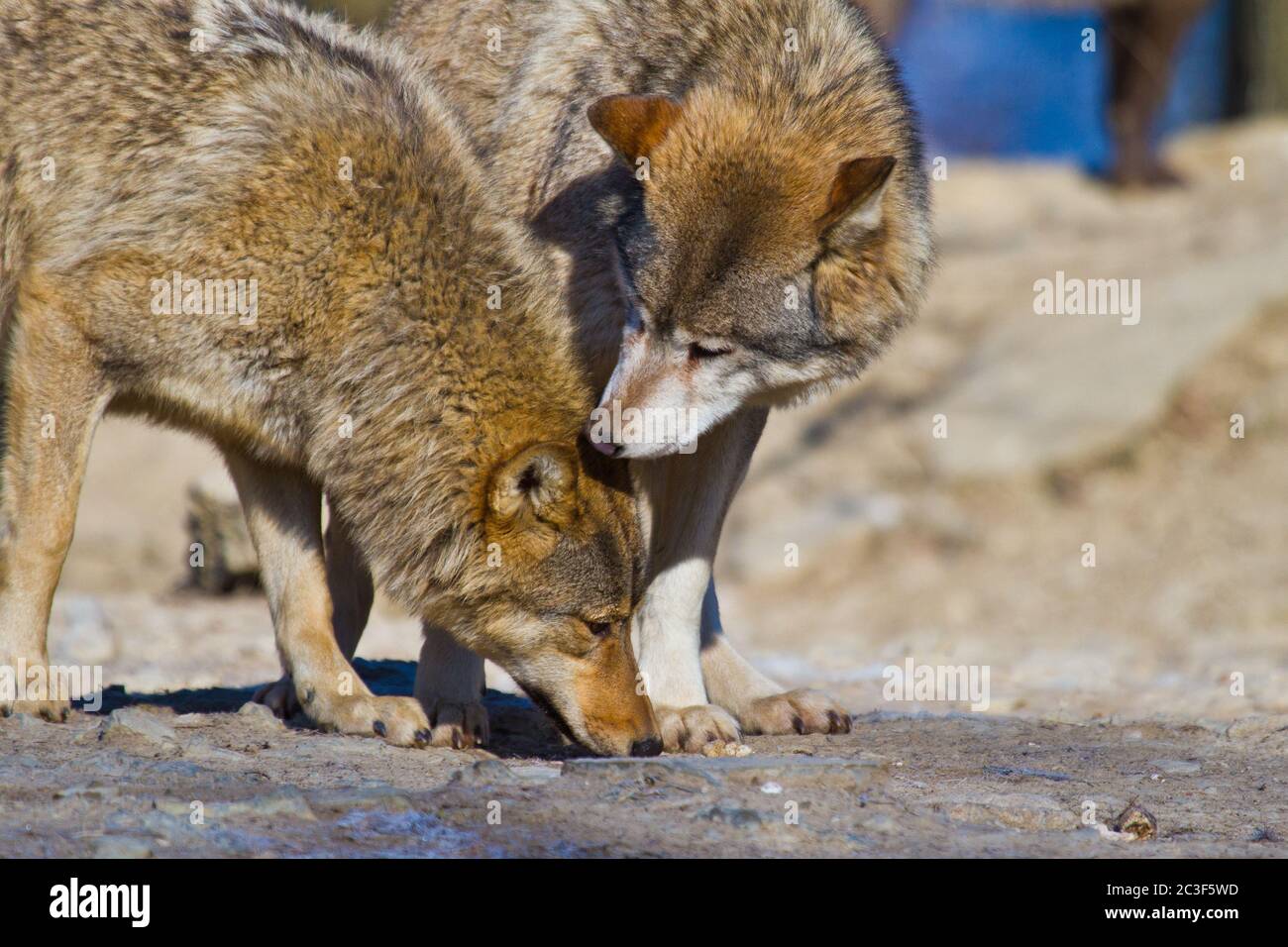 Eastern Wolf or american grey wolf (Canis lupus lycaon Stock Photo - Alamy