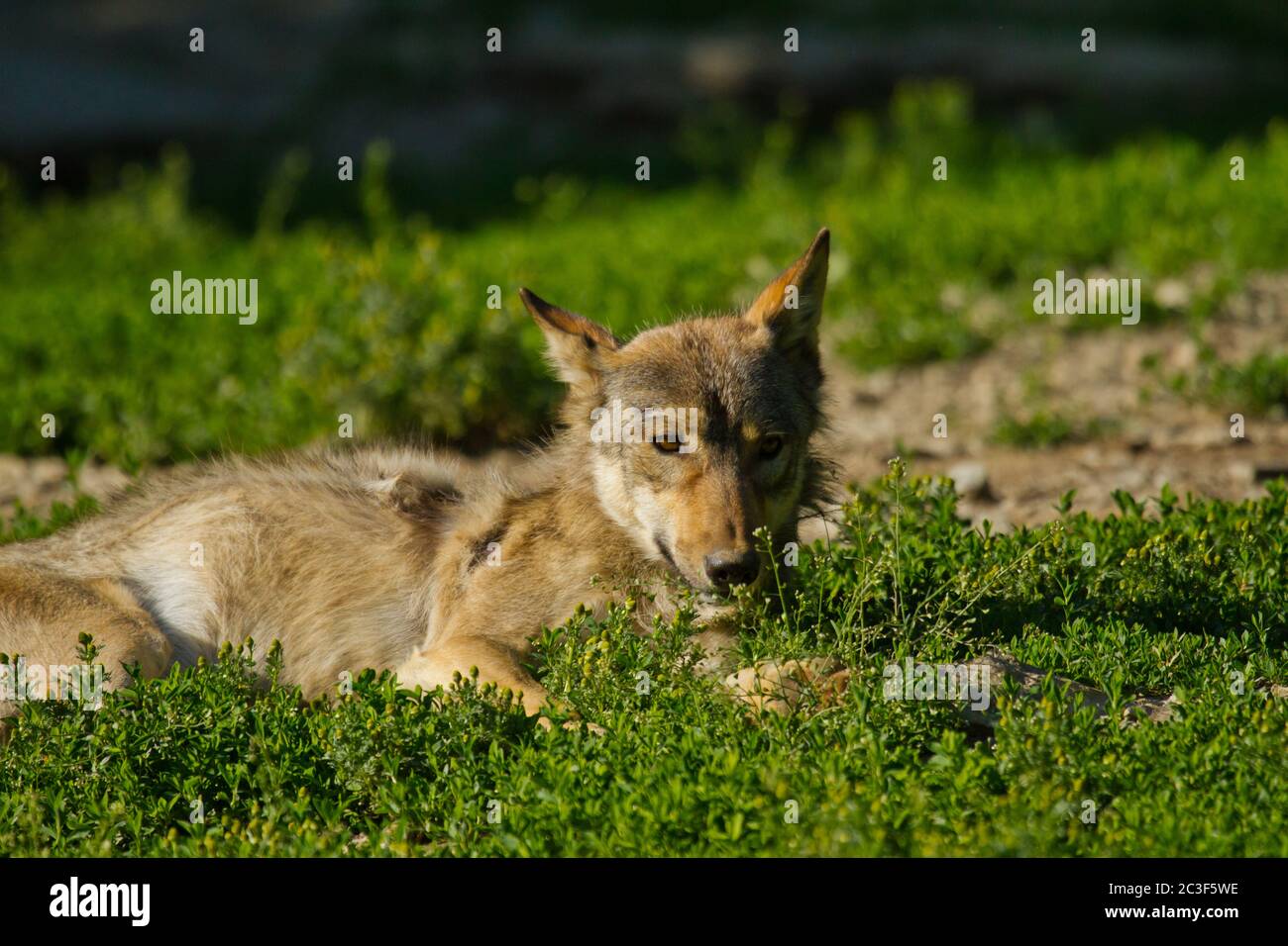 Eastern Wolf or american grey wolf (Canis lupus lycaon Stock Photo - Alamy