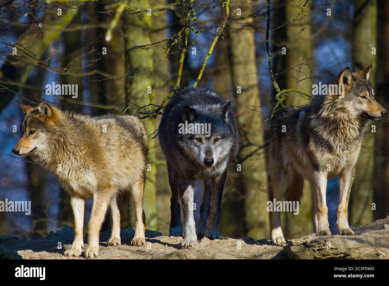 Eastern Wolf or american grey wolf (Canis lupus lycaon Stock Photo - Alamy
