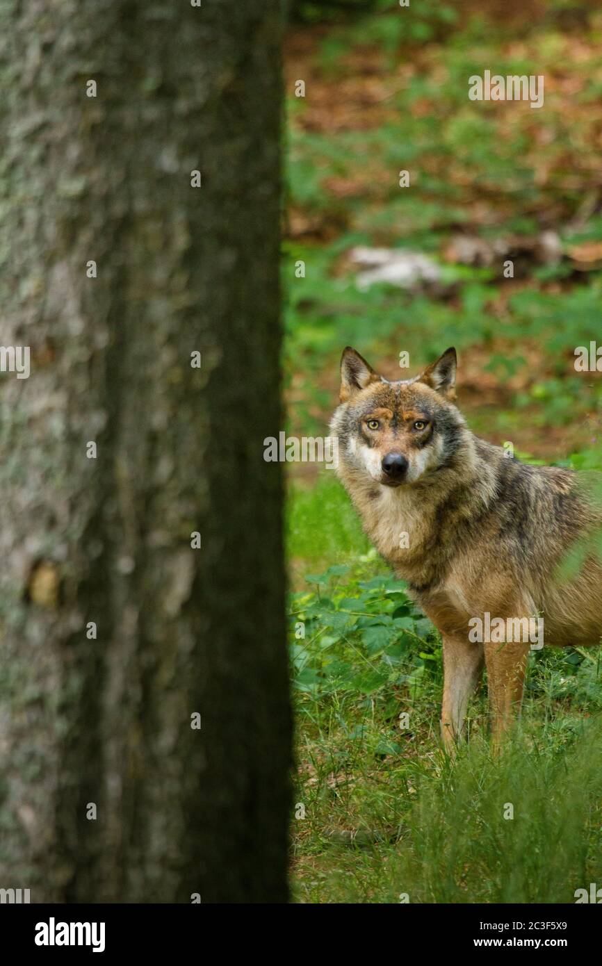 Gray wolf or grey wolf (Canis lupus) in Germany Stock Photo - Alamy