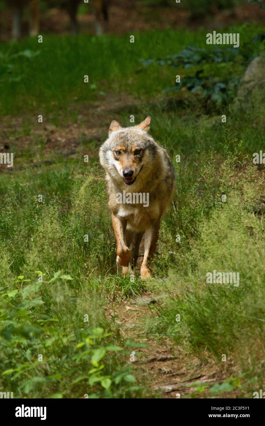 Gray wolf or grey wolf (Canis lupus) in Germany Stock Photo - Alamy