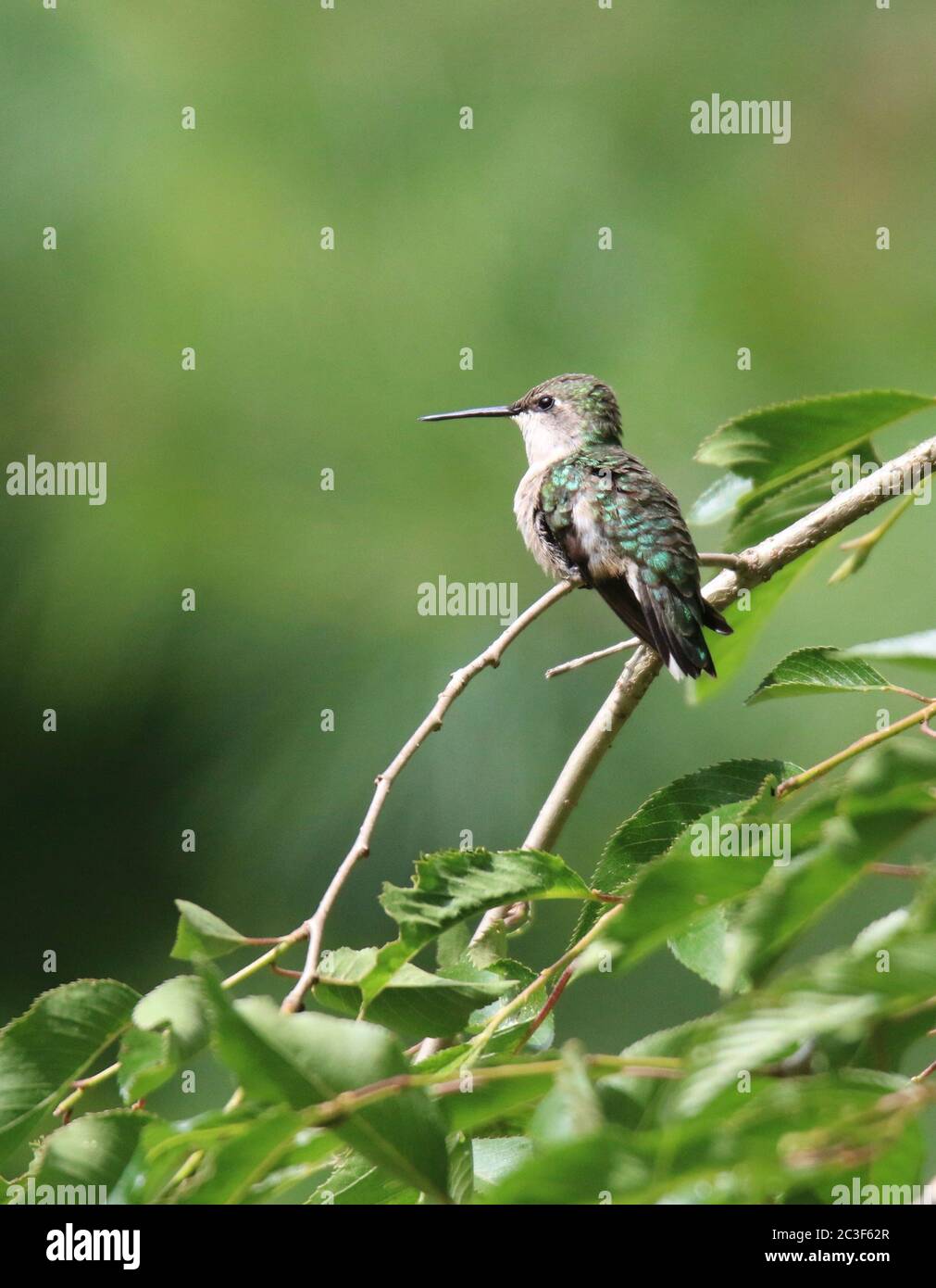 Female Ruby Throated hummingbird Archilochus colubris Stock Photo - Alamy