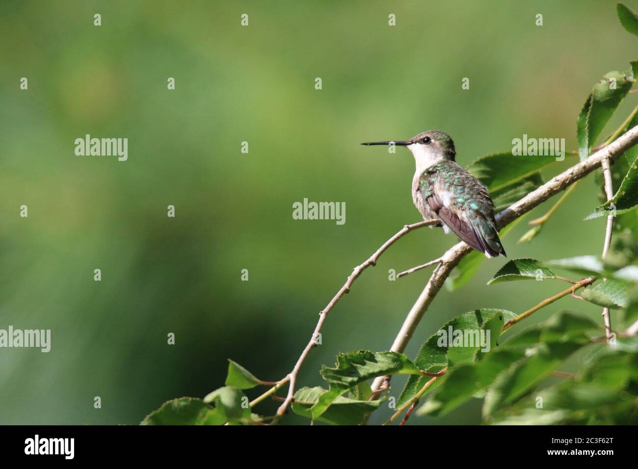 Female Ruby Throated hummingbird Archilochus colubris Stock Photo - Alamy