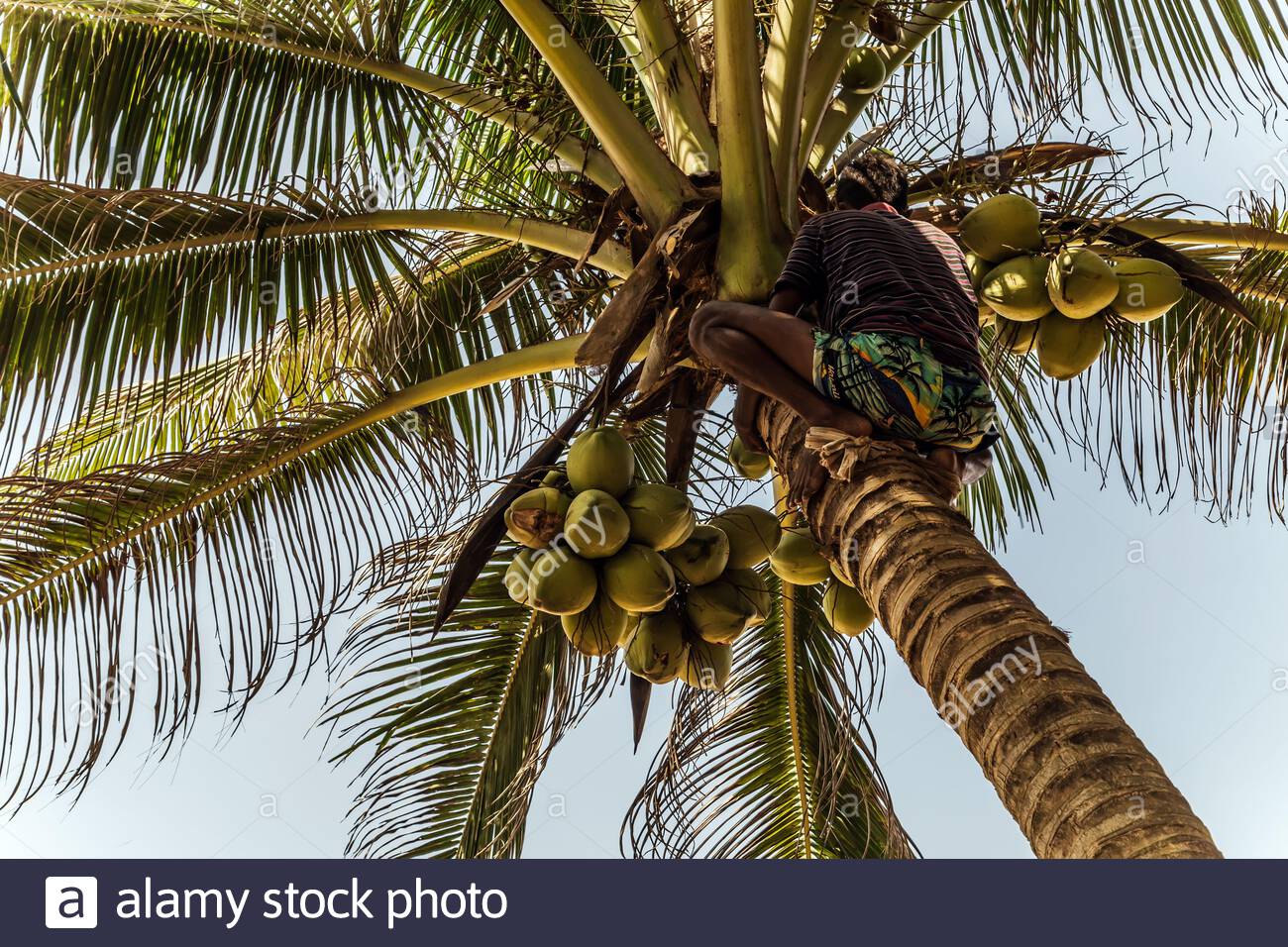 Coconut Tree Farm High Resolution Stock Photography and Images - Alamy