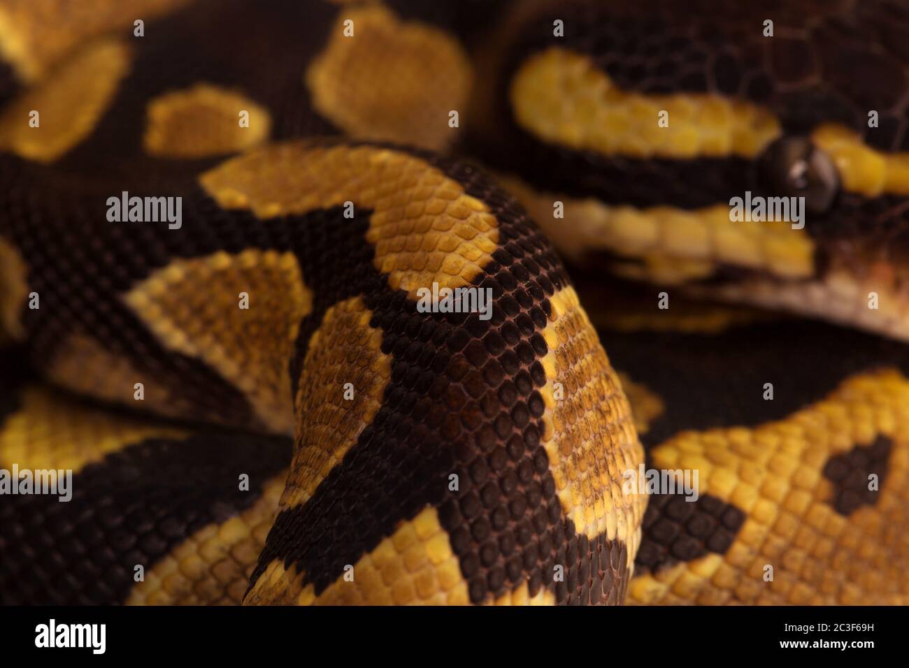 Phyton Regius snake Stock Photo - Alamy