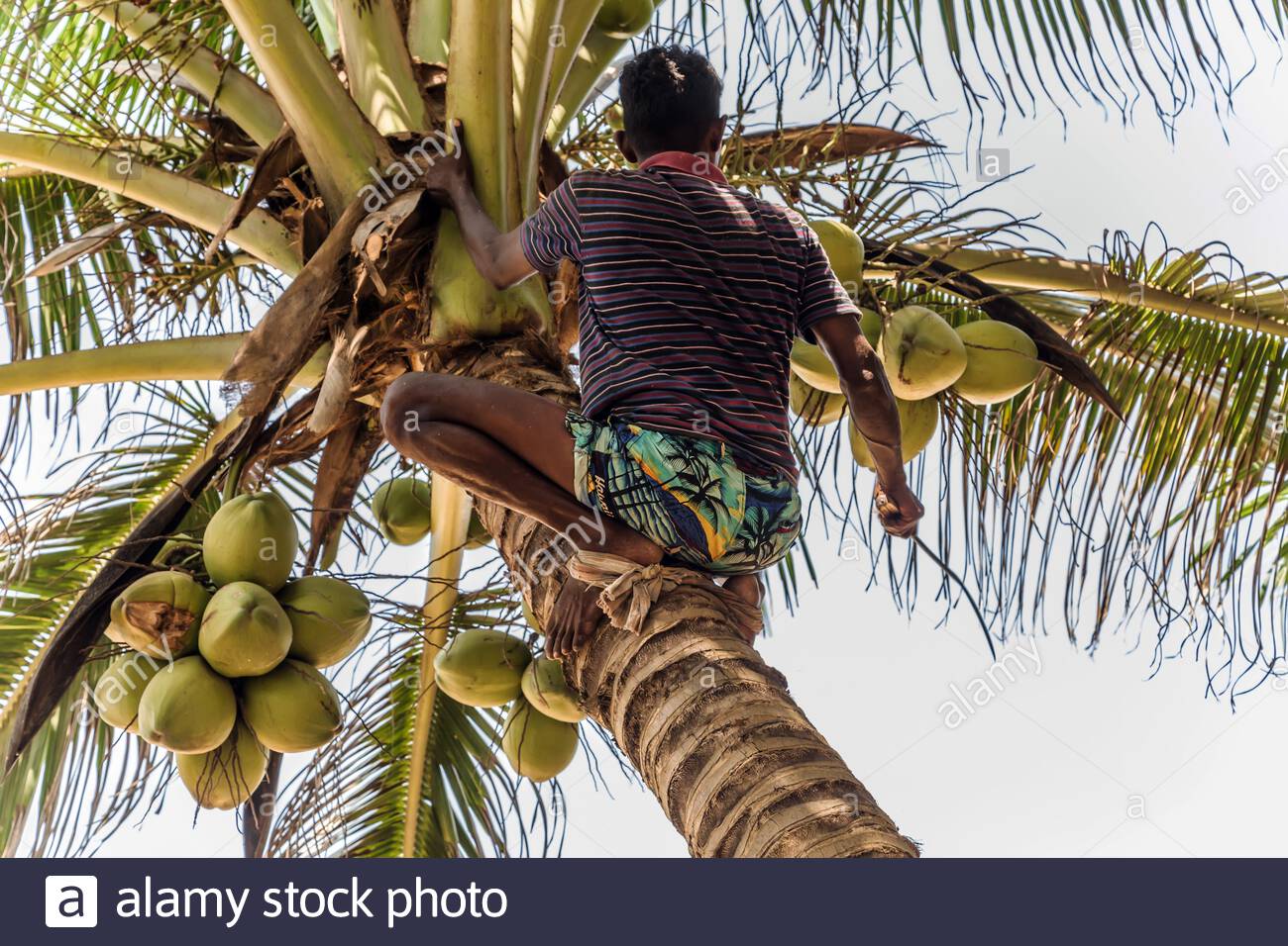 Climbing Coconut Tree High Resolution Stock Photography and Images - Alamy