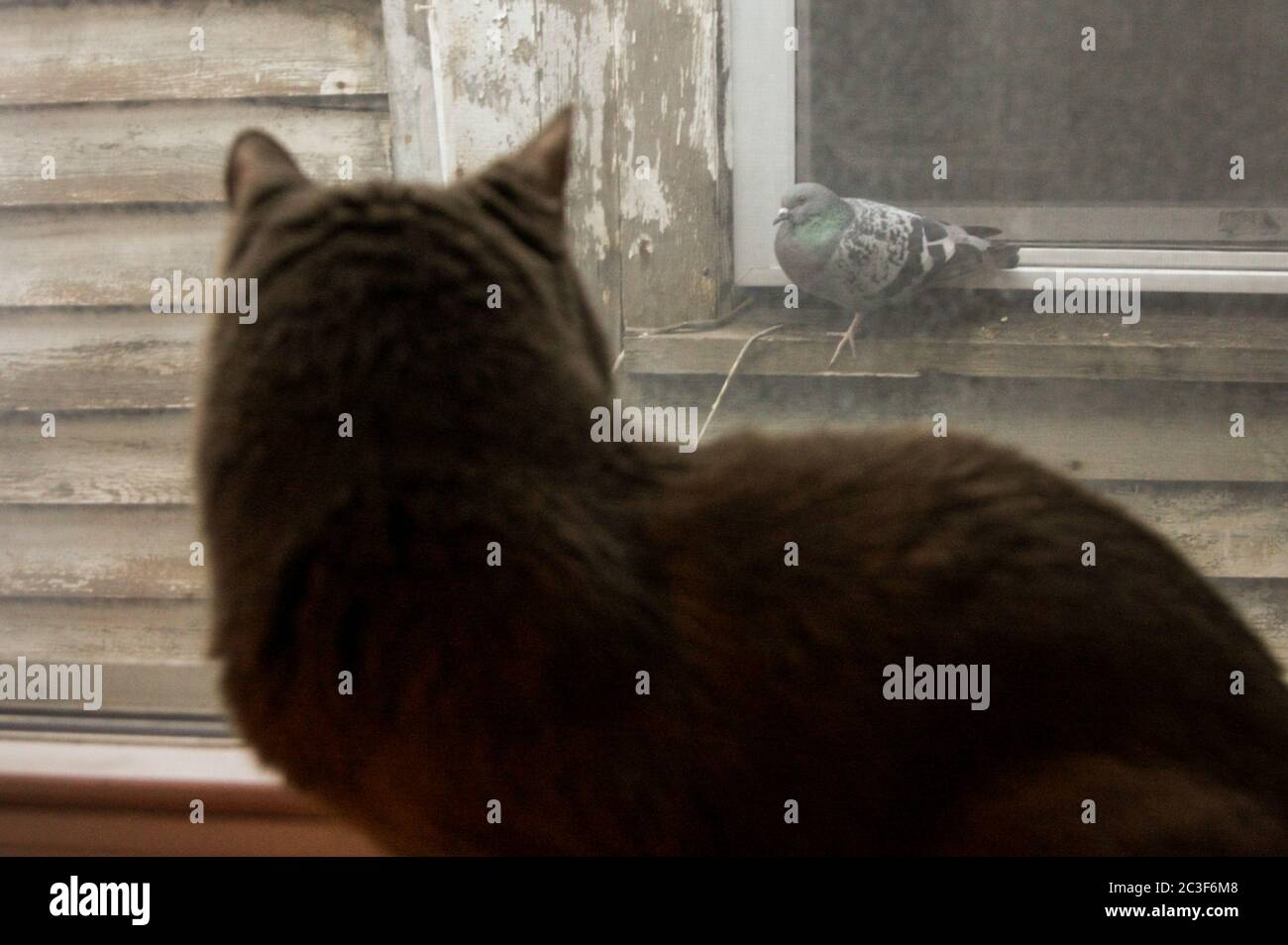 cat and pigeon Stock Photo - Alamy
