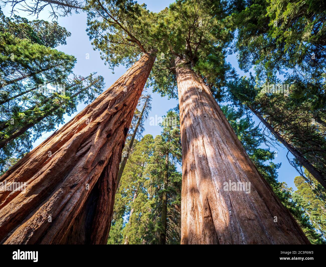 Giant sequoia (Sequoiadendron giganteum) trees in Giant Forest of Sequoia National Park in the U ...