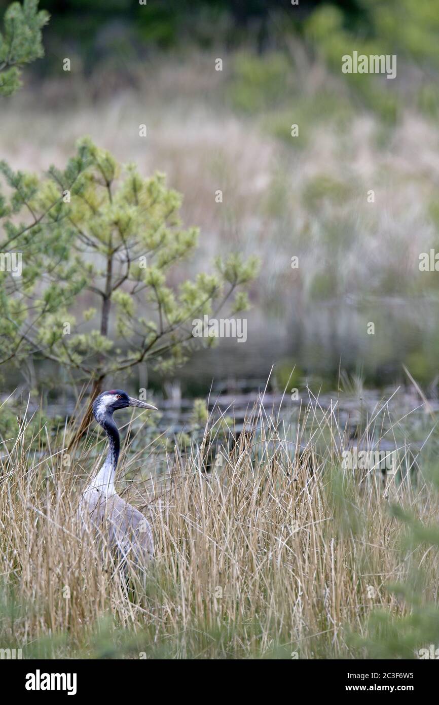 Breeding area hi-res stock photography and images - Alamy