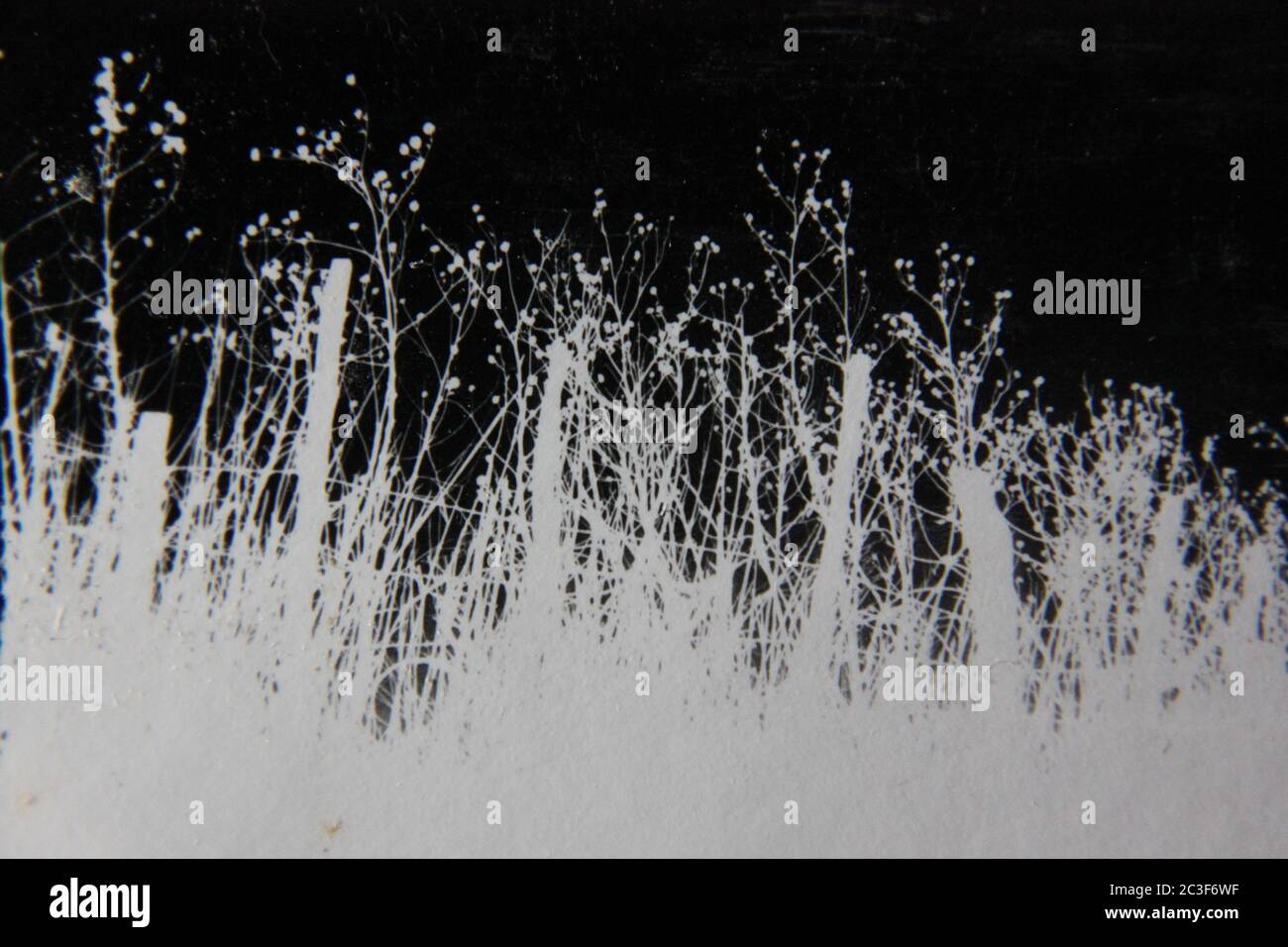 Fine 70s vintage black and white extreme photography of wild grasses ...