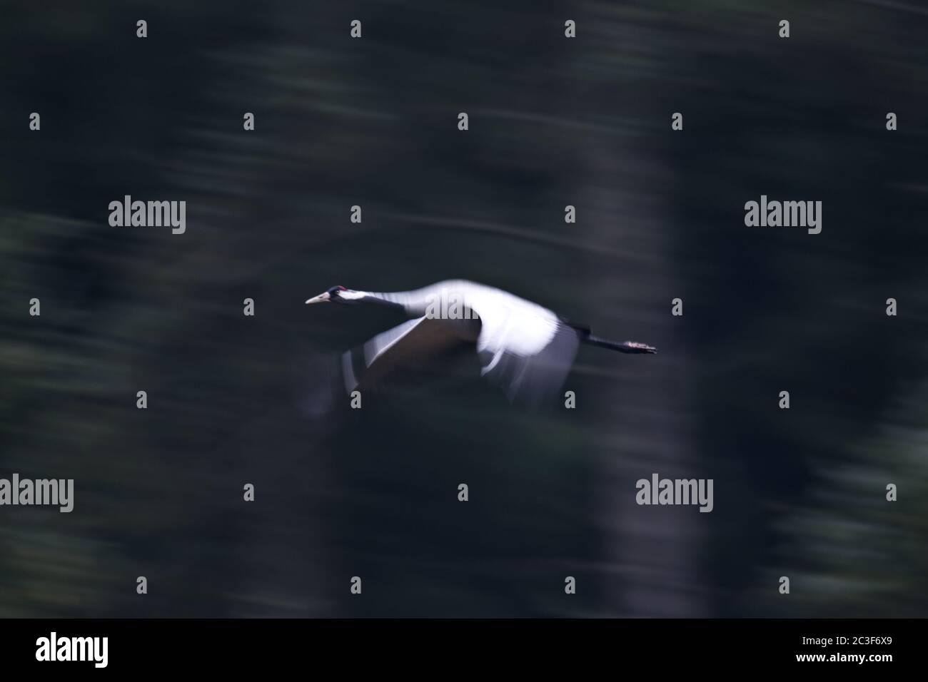 Common Crane in his breeding range Stock Photo - Alamy